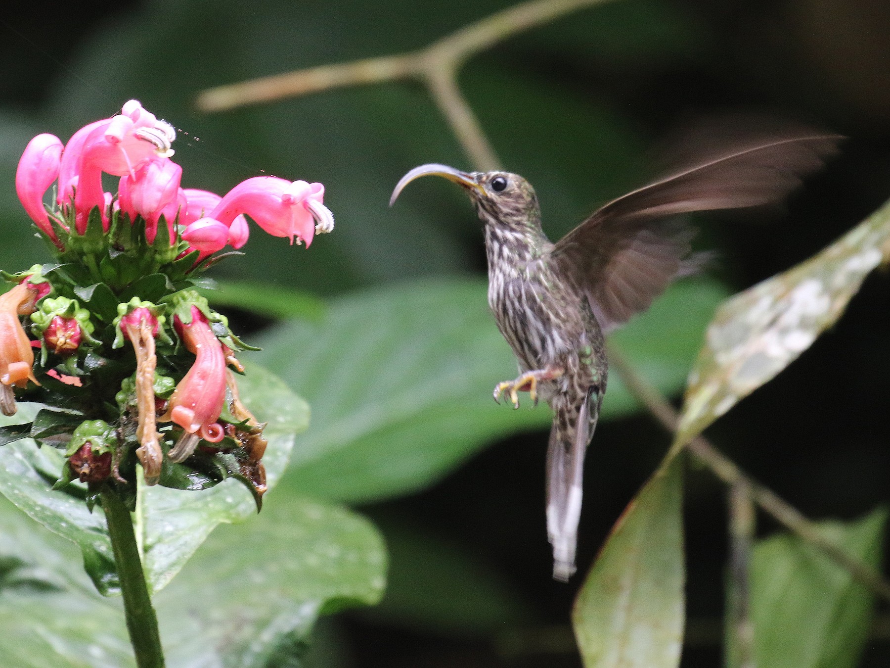 White-tipped Sicklebill - eBird