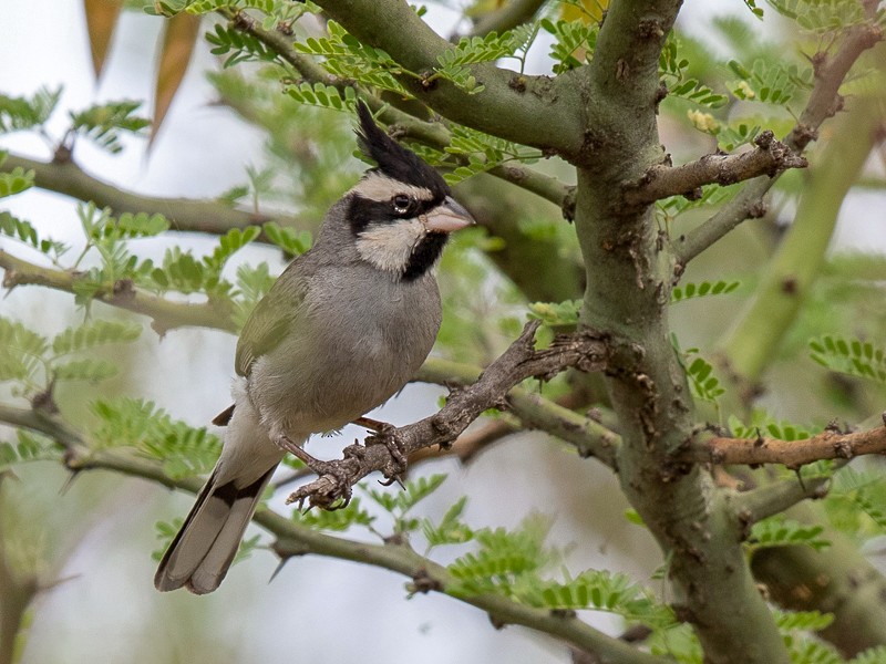 Black-crested Finch - eBird