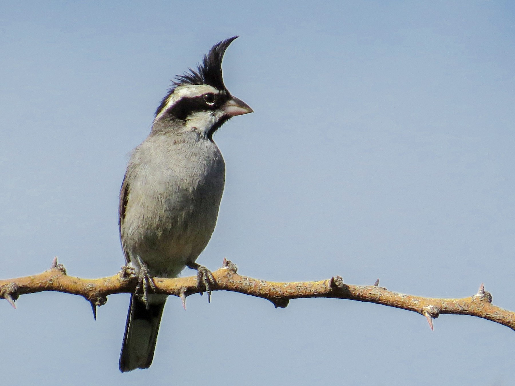 Black-crested Finch - eBird
