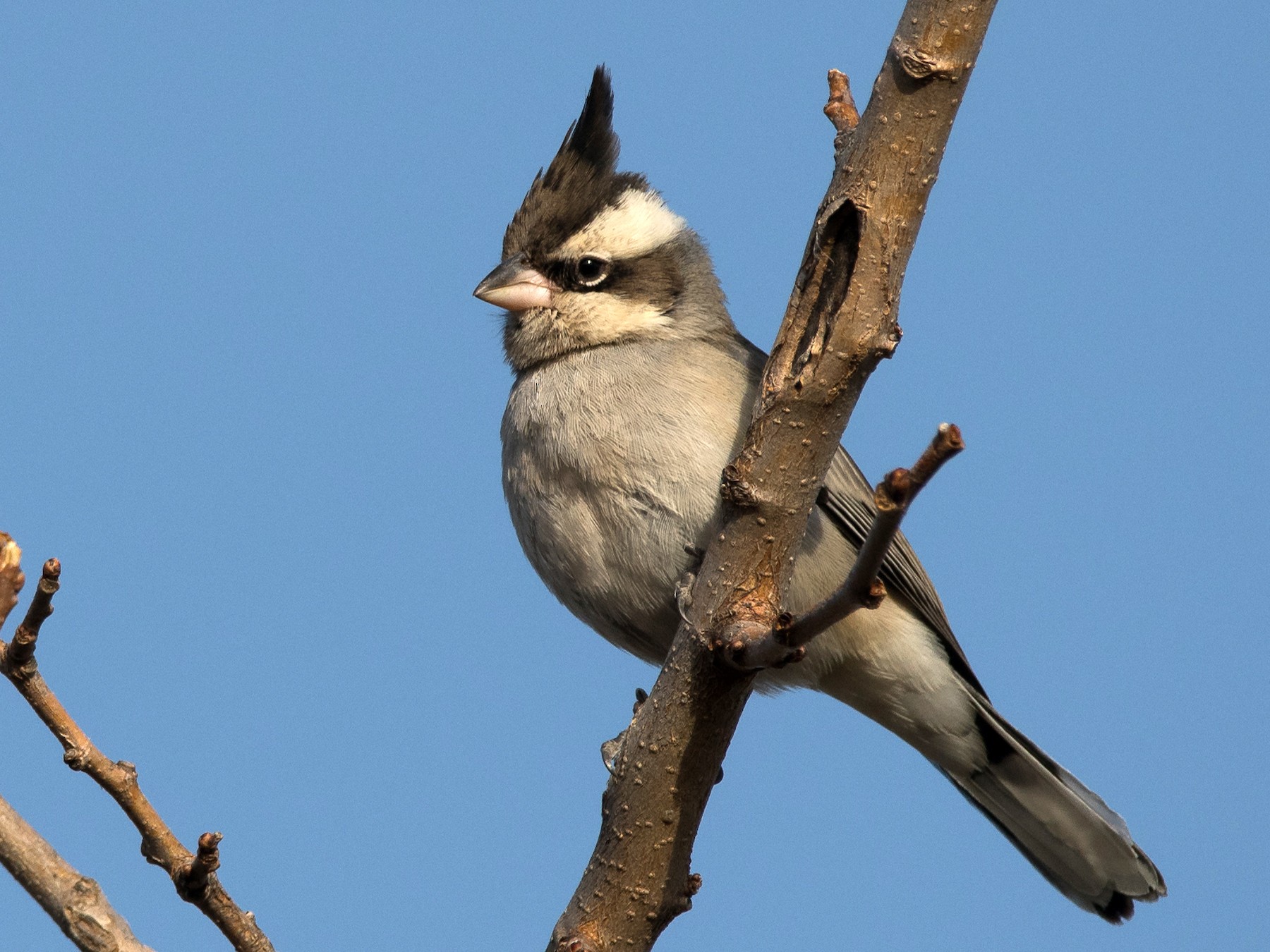 Black-crested Finch - eBird