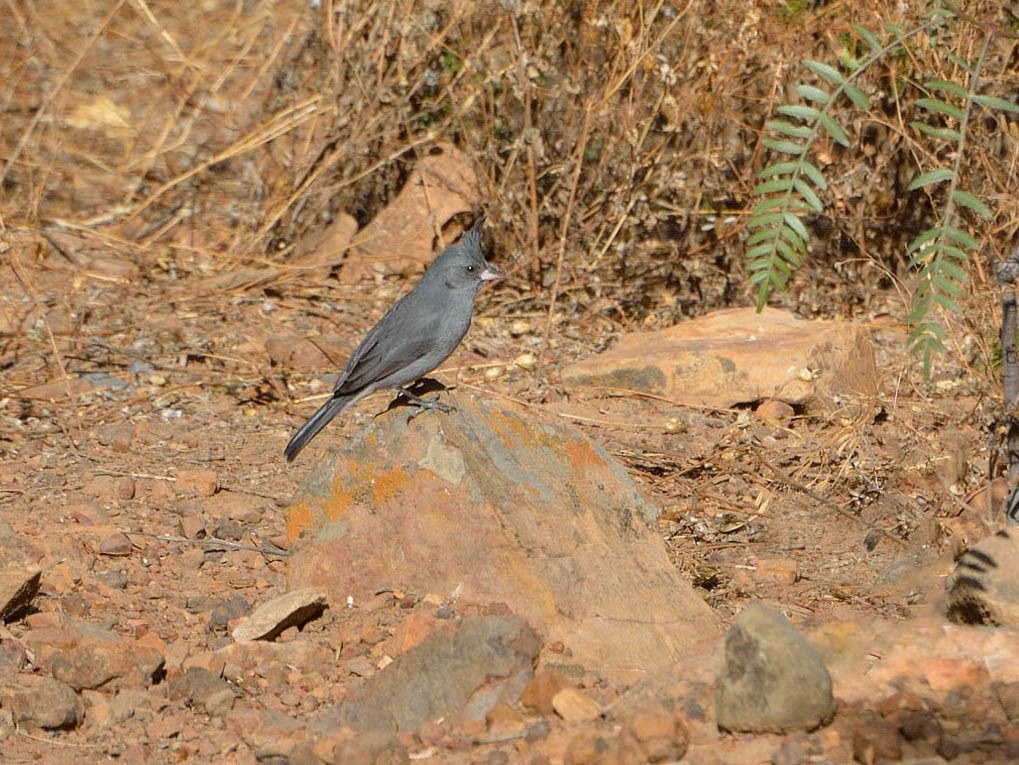Gray-crested Finch - eBird