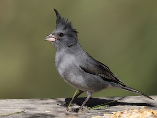 Gray-crested Finch - eBird