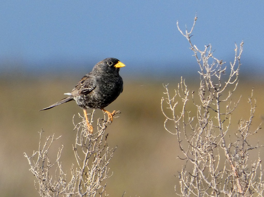 Carbonated Sierra Finch - eBird
