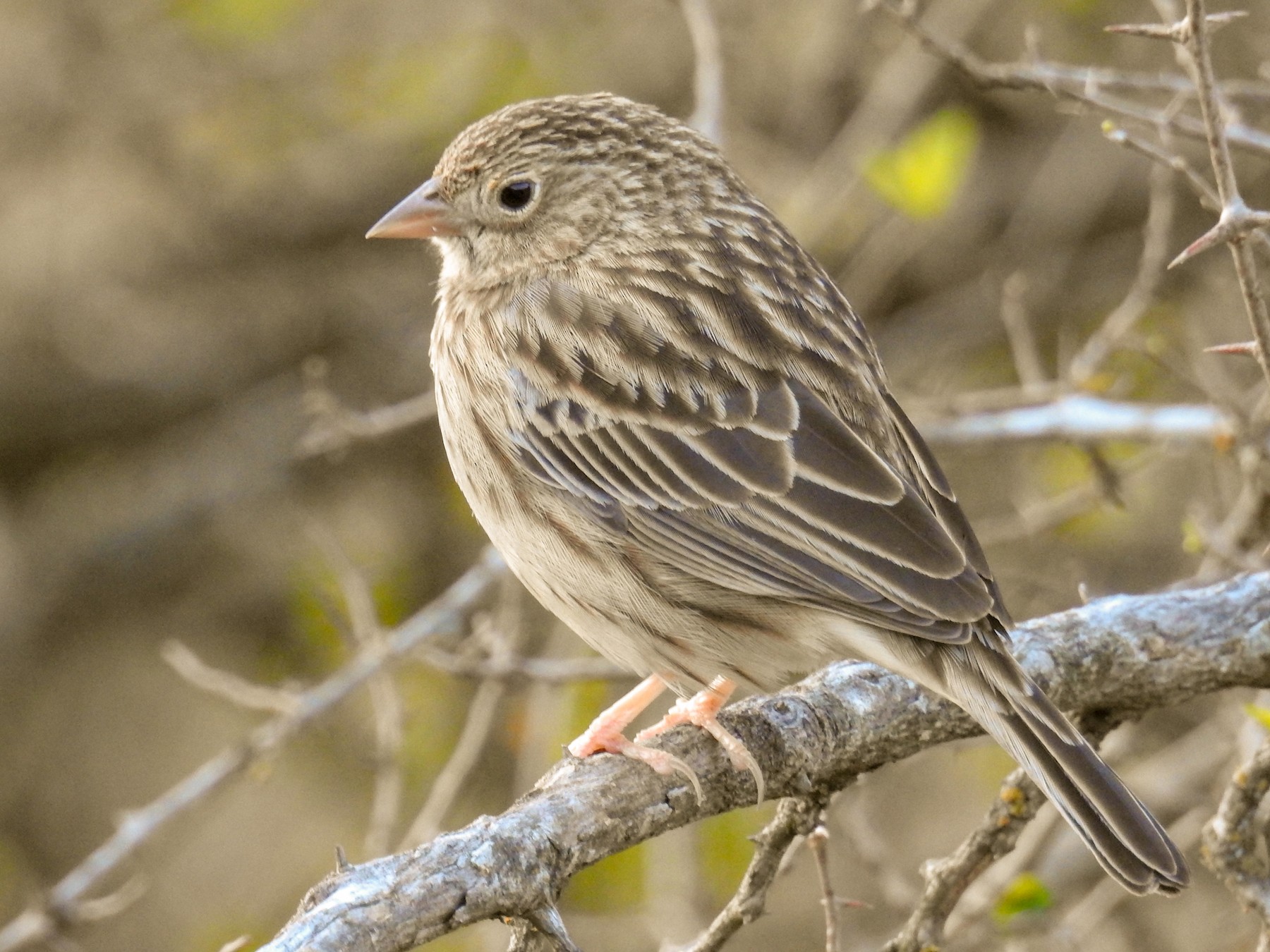 Carbonated Sierra Finch - eBird