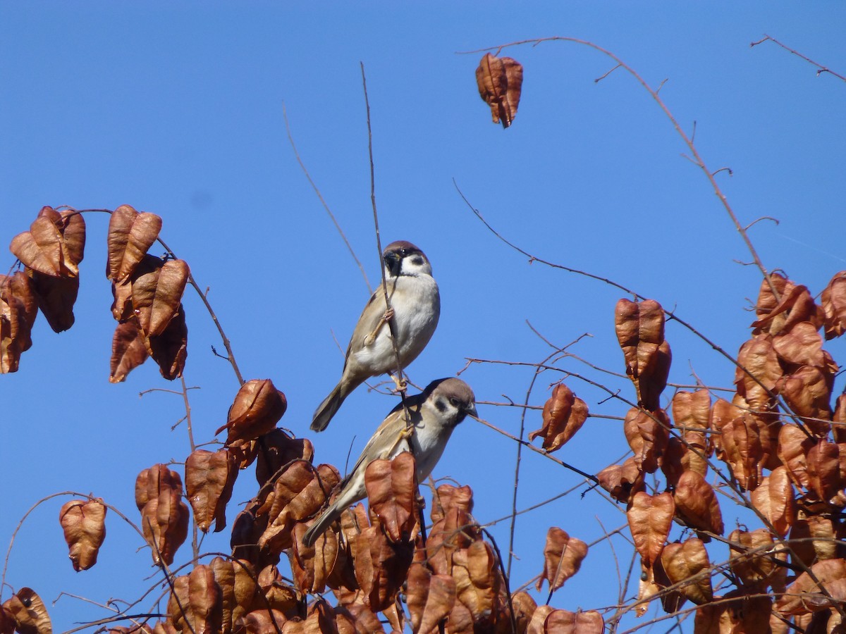 eBird Checklist - 28 Oct 2012 - Etchmiadzin Cathedral grounds - 1 species