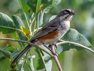 Rufous-sided Warbling Finch - eBird