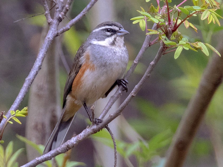 Rufous-sided Warbling Finch - eBird