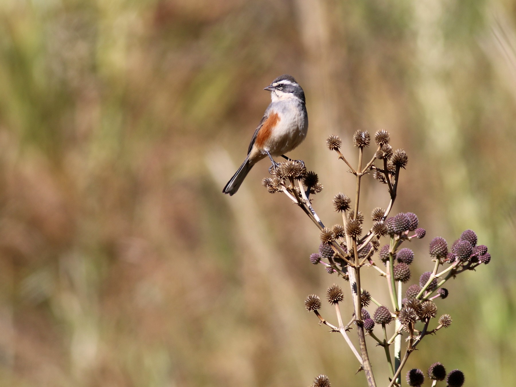 Rufous-sided Warbling Finch - eBird