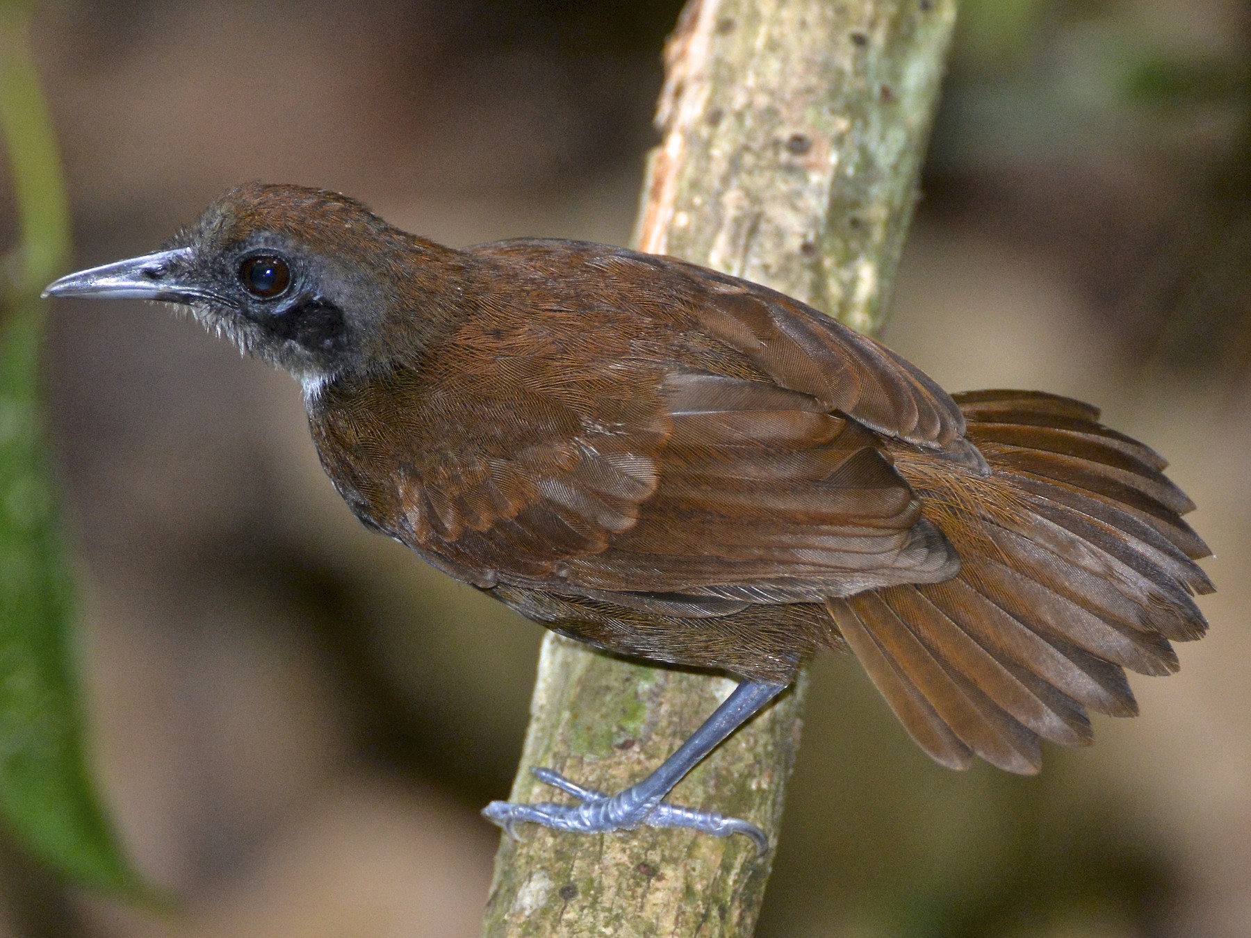 Bicolored Antbird - eBird