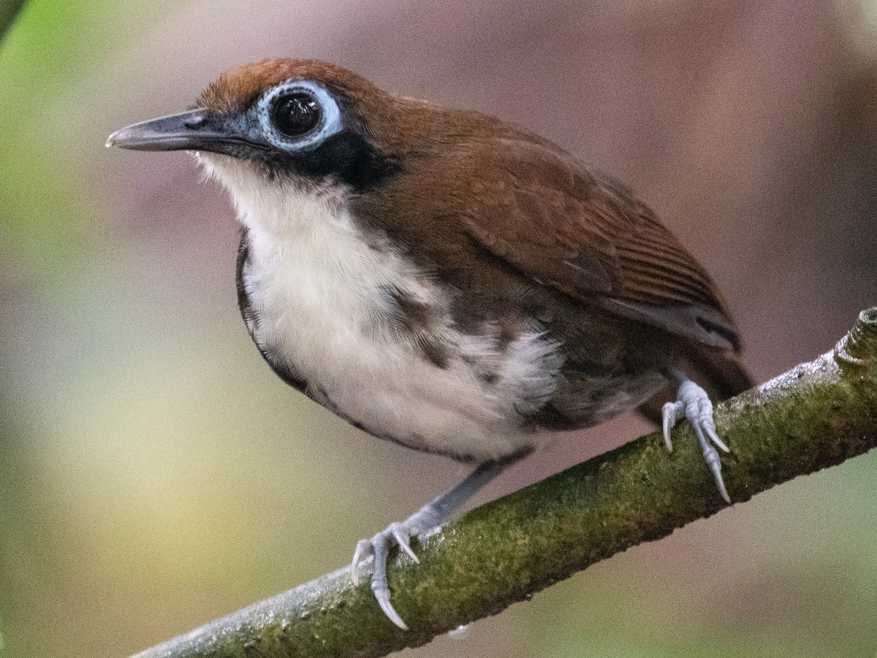 Bicolored Antbird - eBird