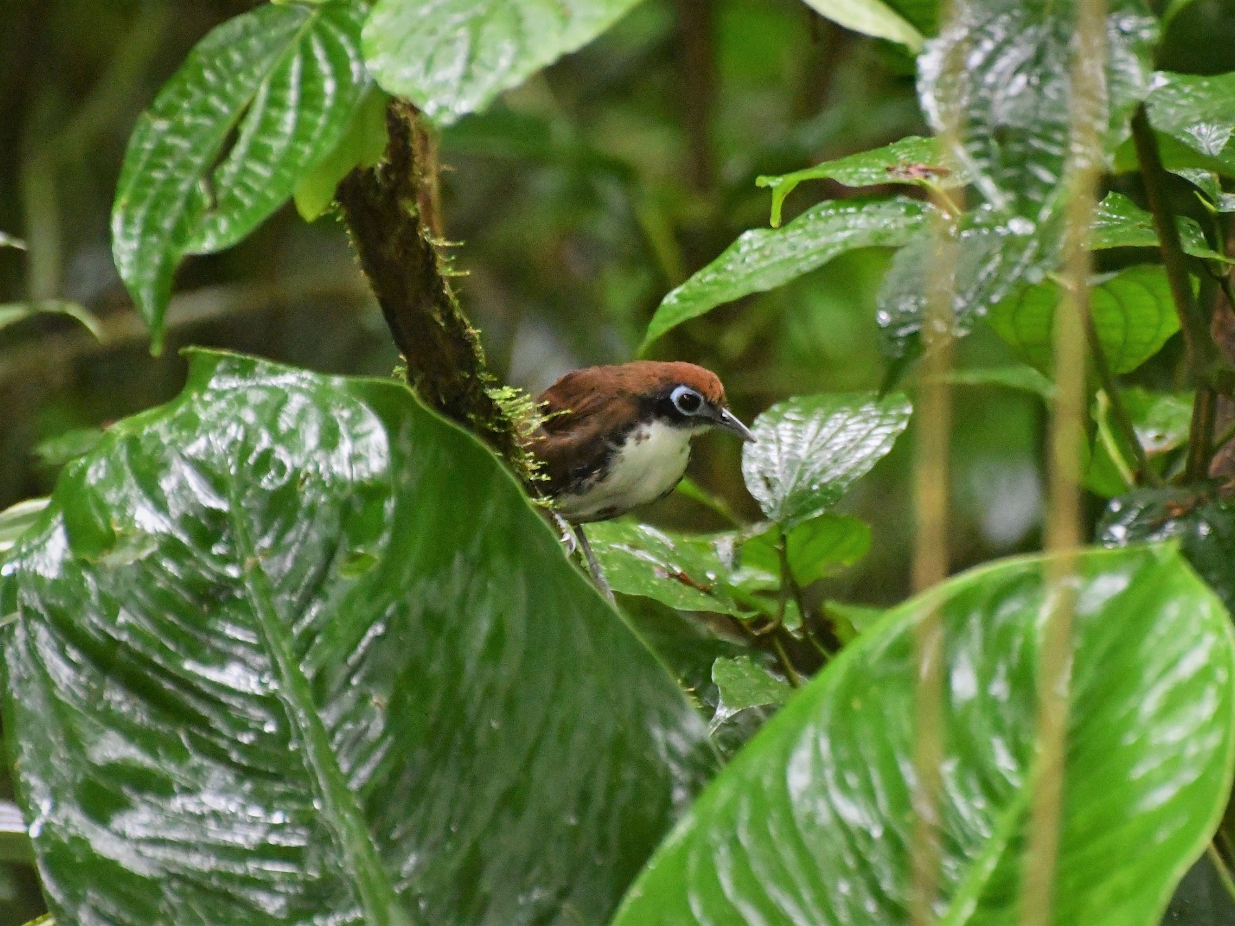 Bicolored Antbird - eBird