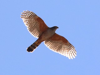 Bicolored Hawk - eBird