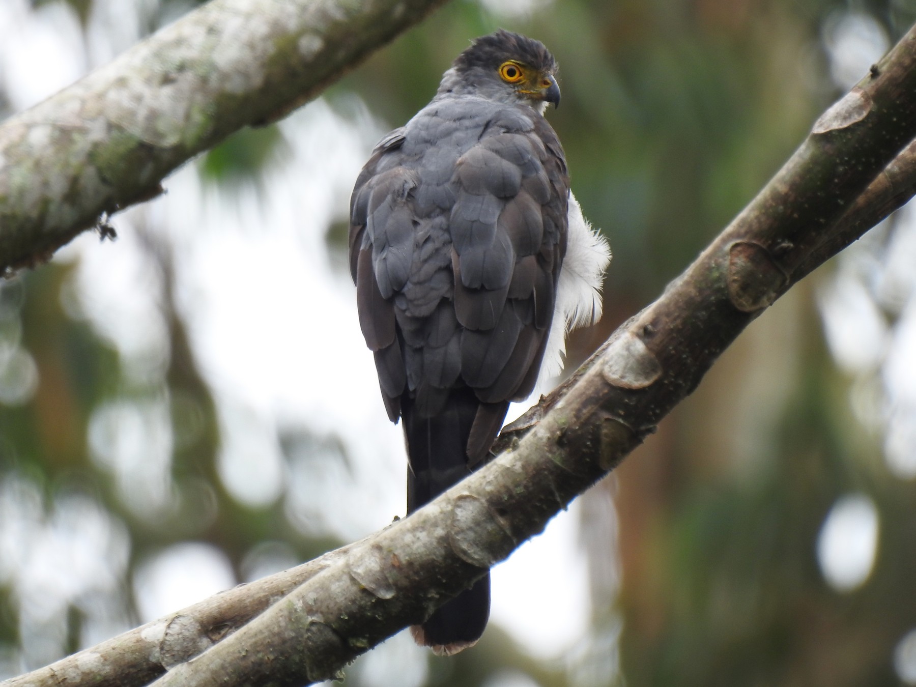 Bicolored Hawk - eBird