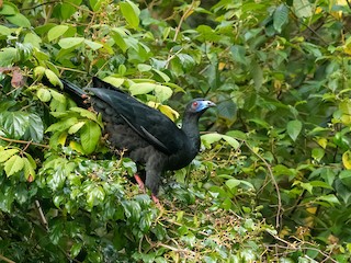 Black Guan - eBird
