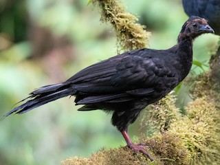 Black Guan - eBird