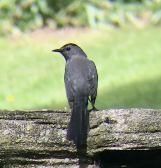 ML243656671 - Gray Catbird - Macaulay Library