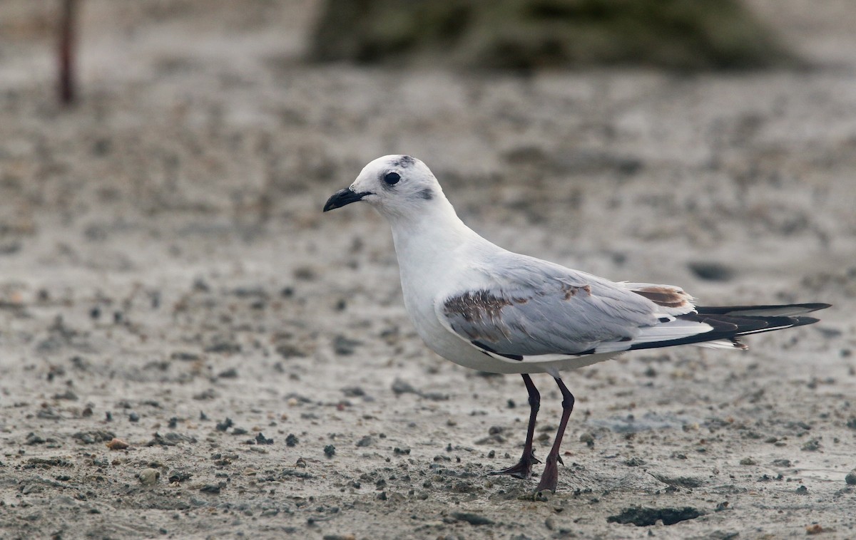 ML24366371 - Saunders's Gull - Macaulay Library