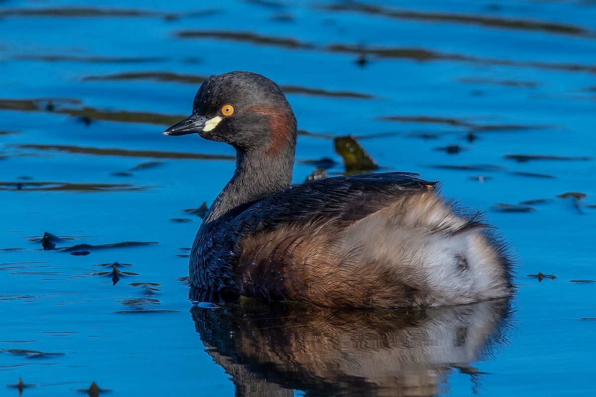 eBird Checklist - 16 Jun 2020 - Mount Annan Botanic Gardens - 23 species