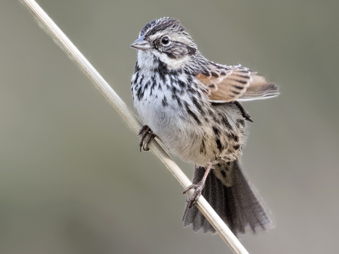 Sierra Madre Sparrow - eBird