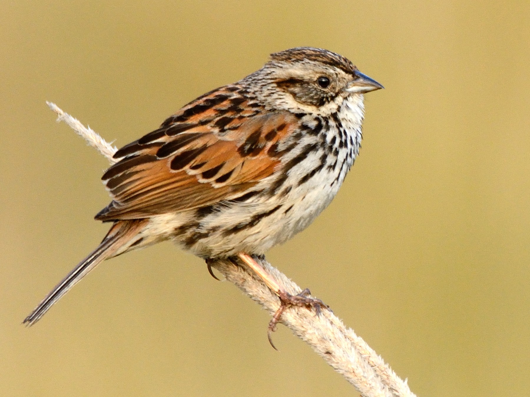 Sierra Madre Sparrow - eBird