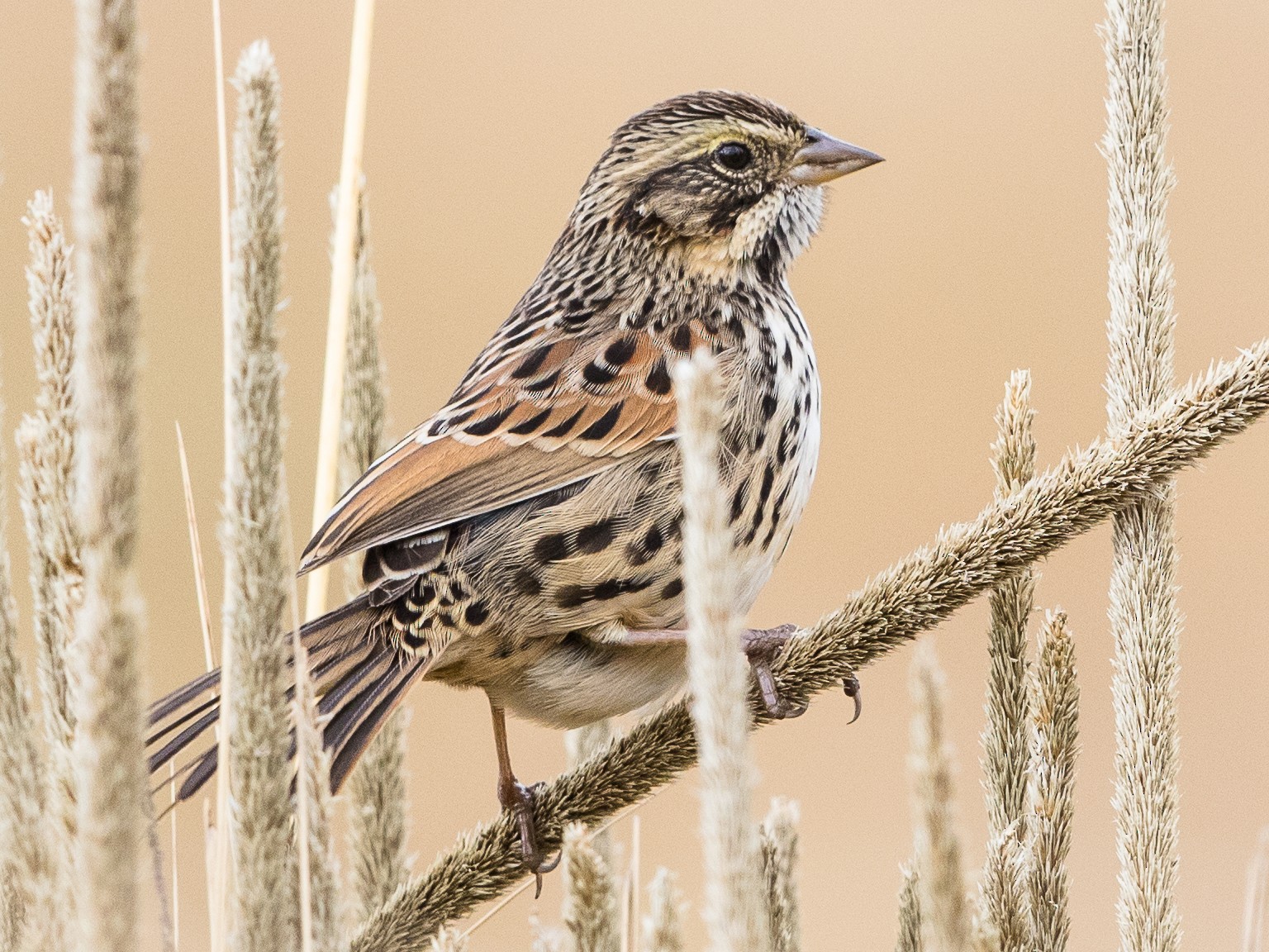 Sierra Madre Sparrow - eBird