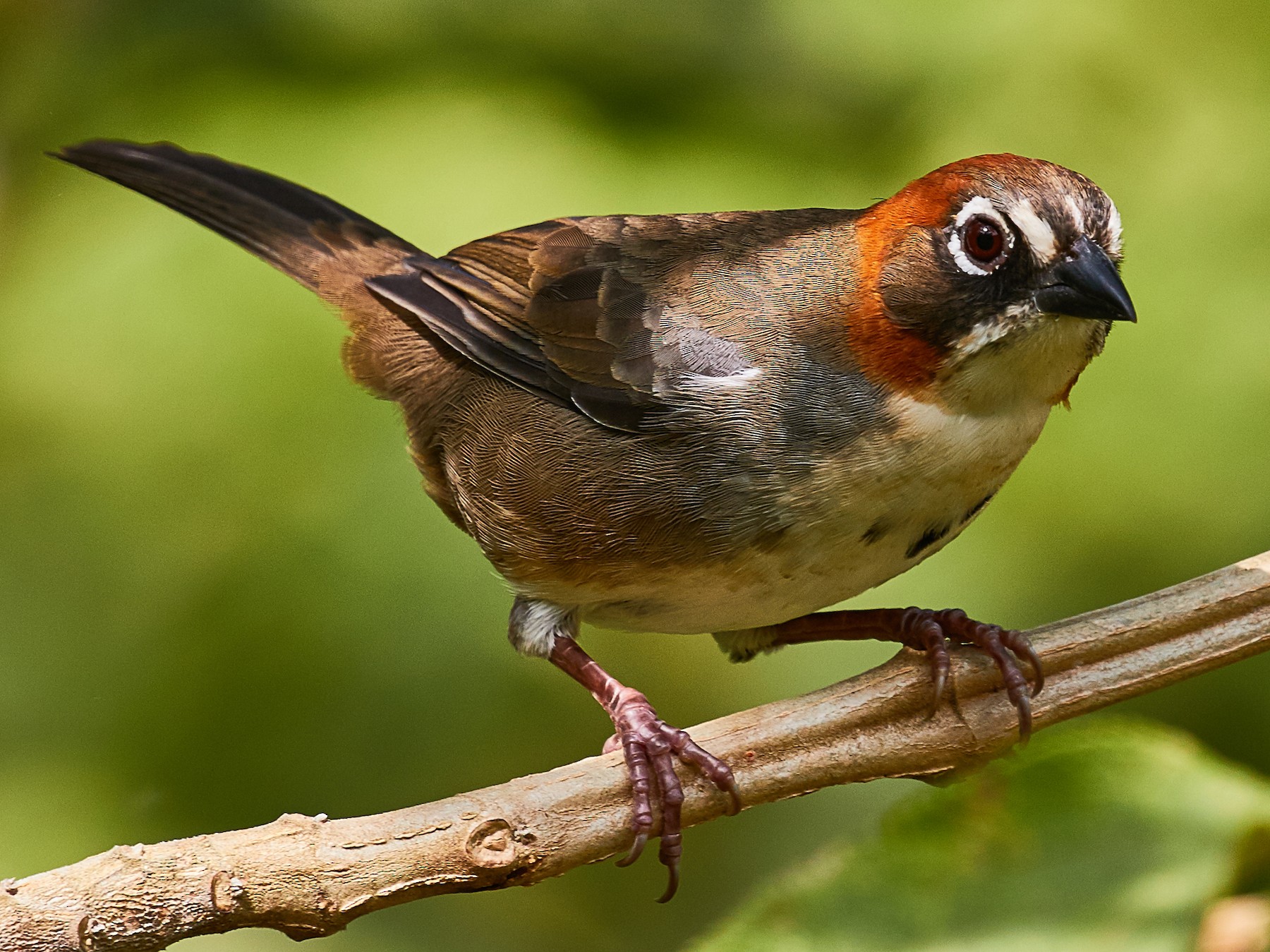 Rusty-crowned Ground-Sparrow - eBird
