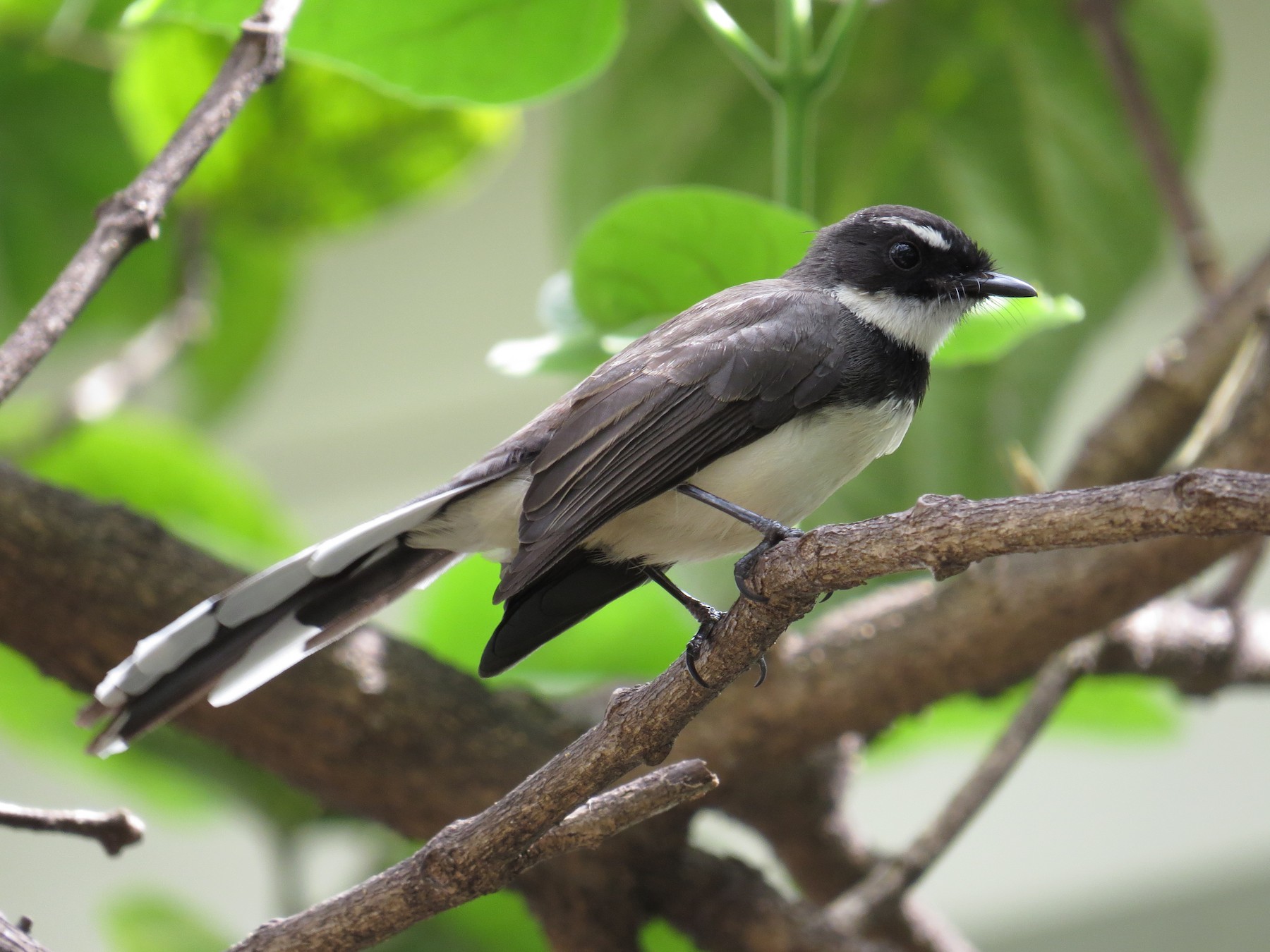 Philippine Pied-Fantail - eBird
