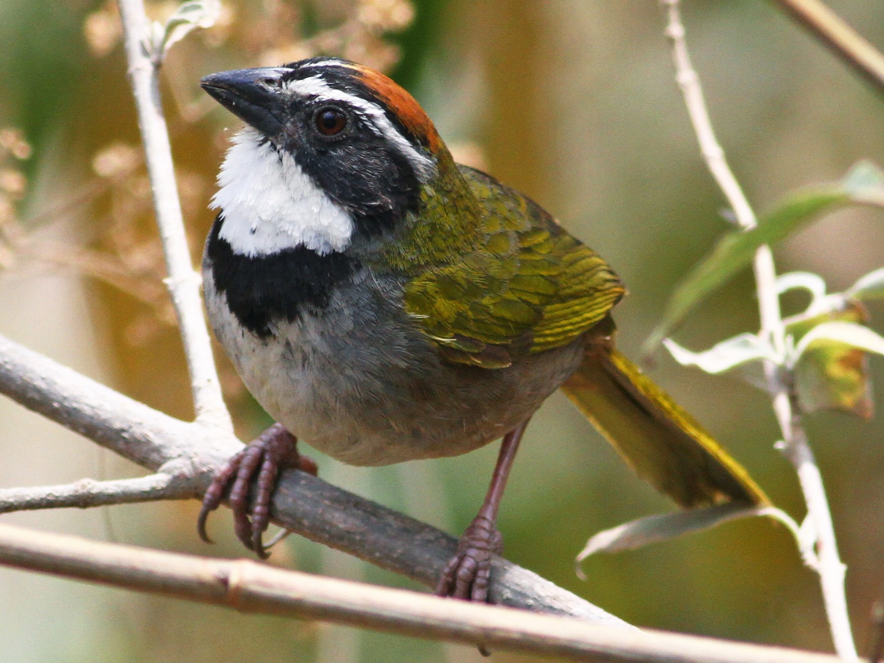 Collared Towhee - eBird