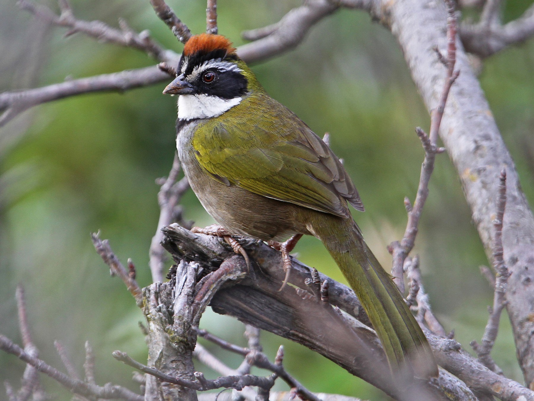 Collared Towhee - eBird