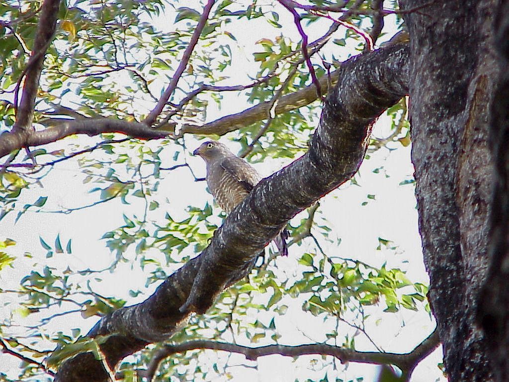 eBird Checklist - 18 Jan 2001 - PN Santa Rosa--Casona - 35 species