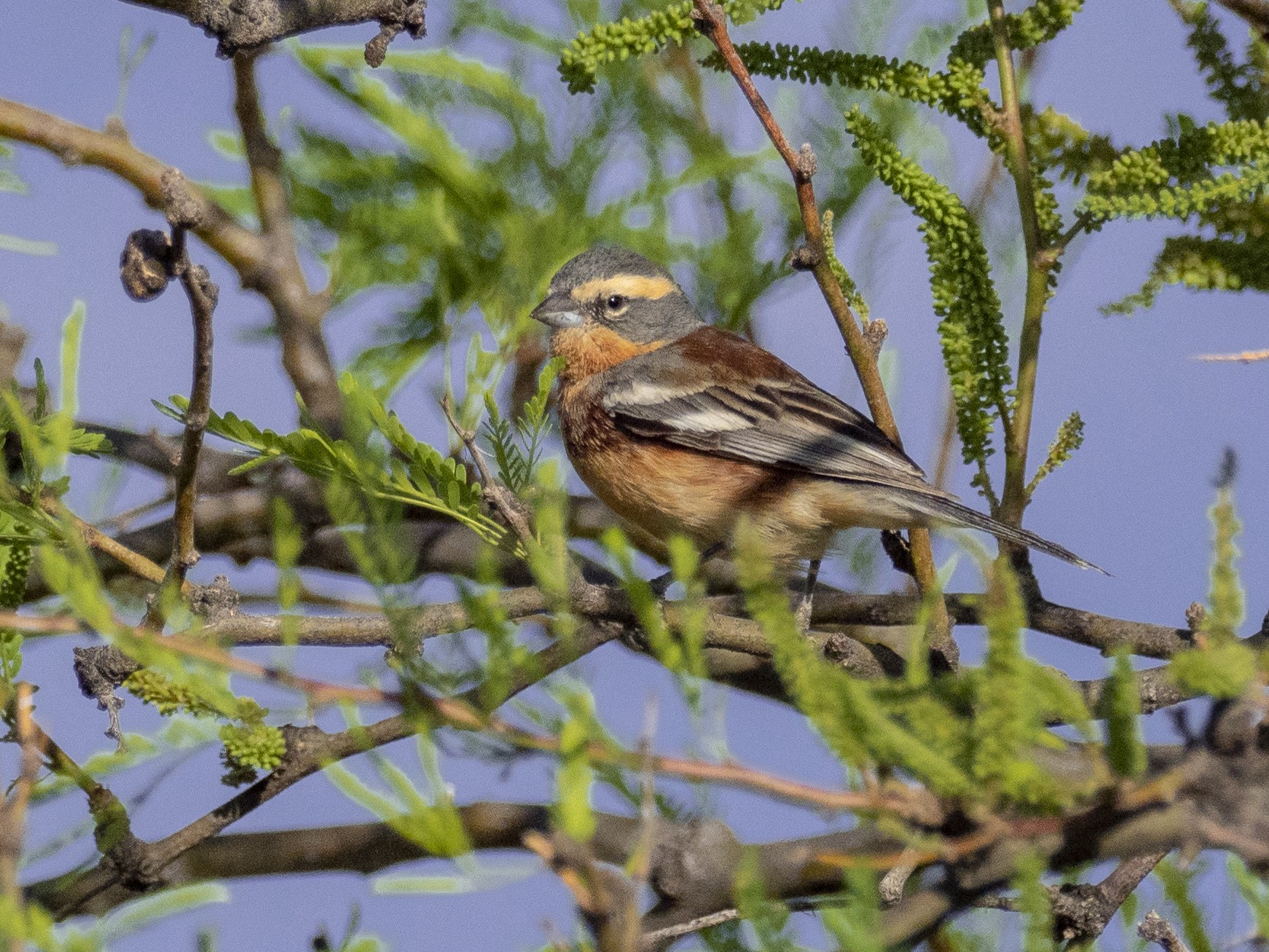 Cinnamon Warbling Finch - eBird