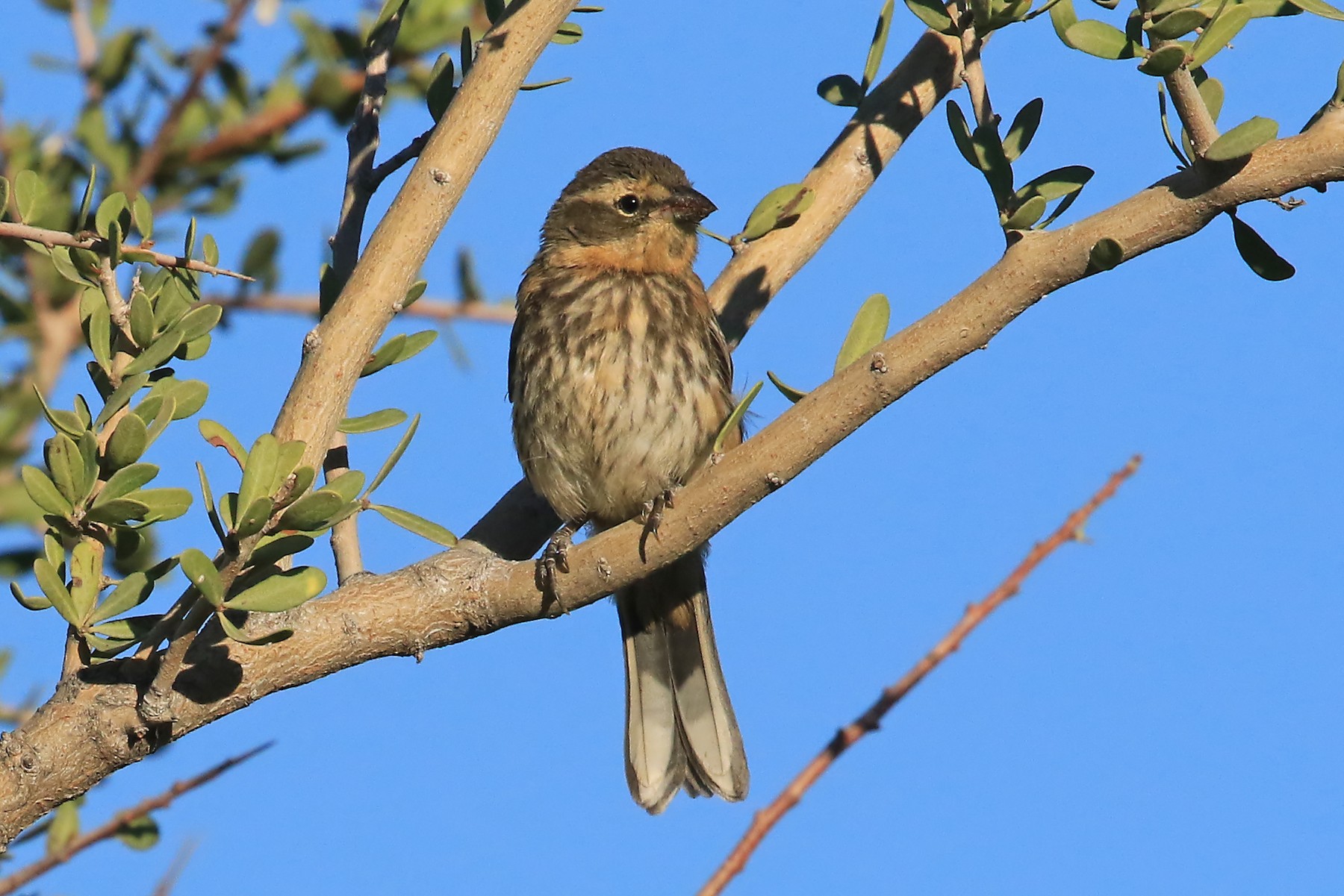 Cinnamon Warbling Finch - eBird