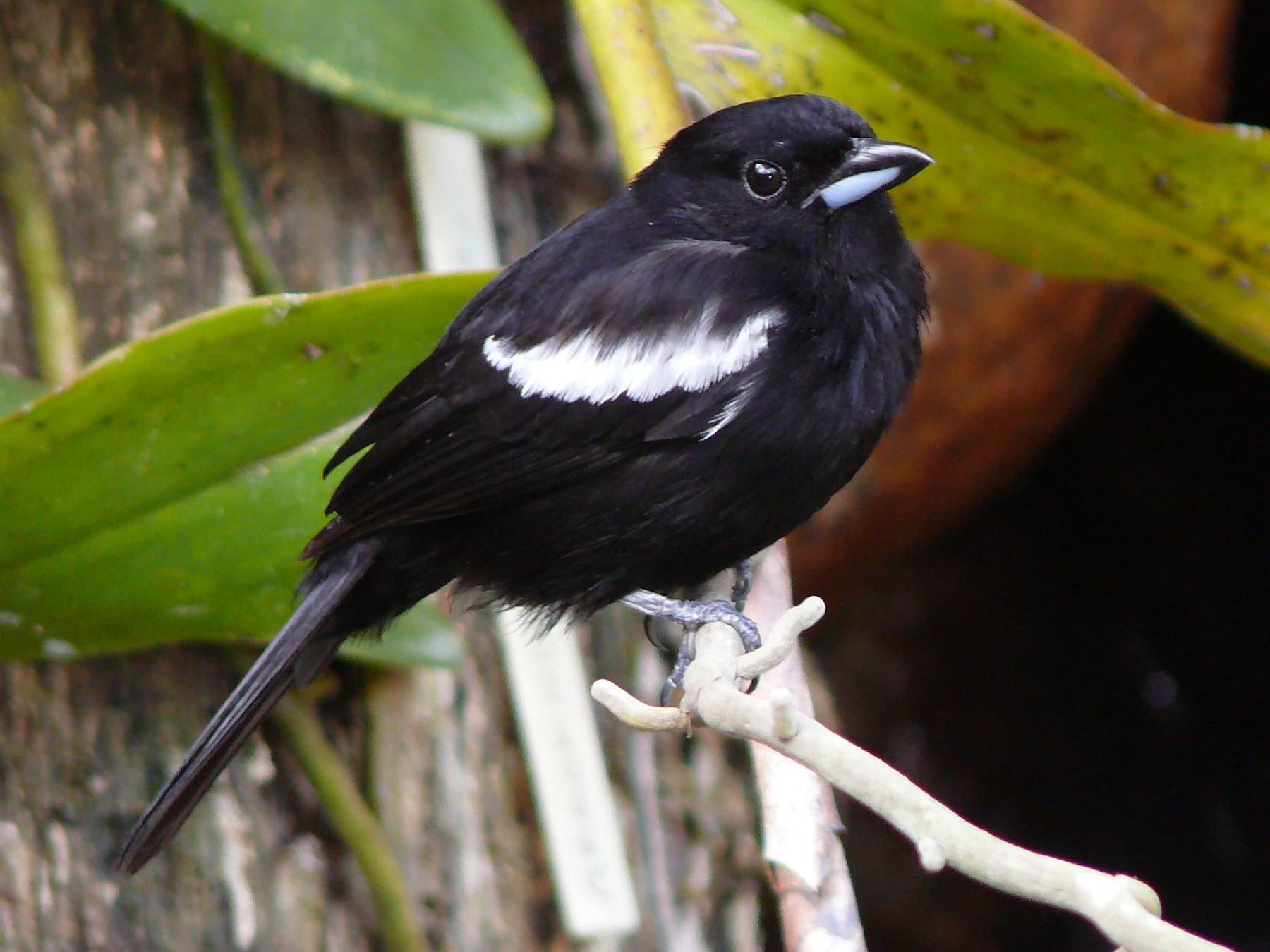 White-shouldered Tanager - eBird