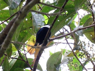 White-ruffed Manakin - eBird