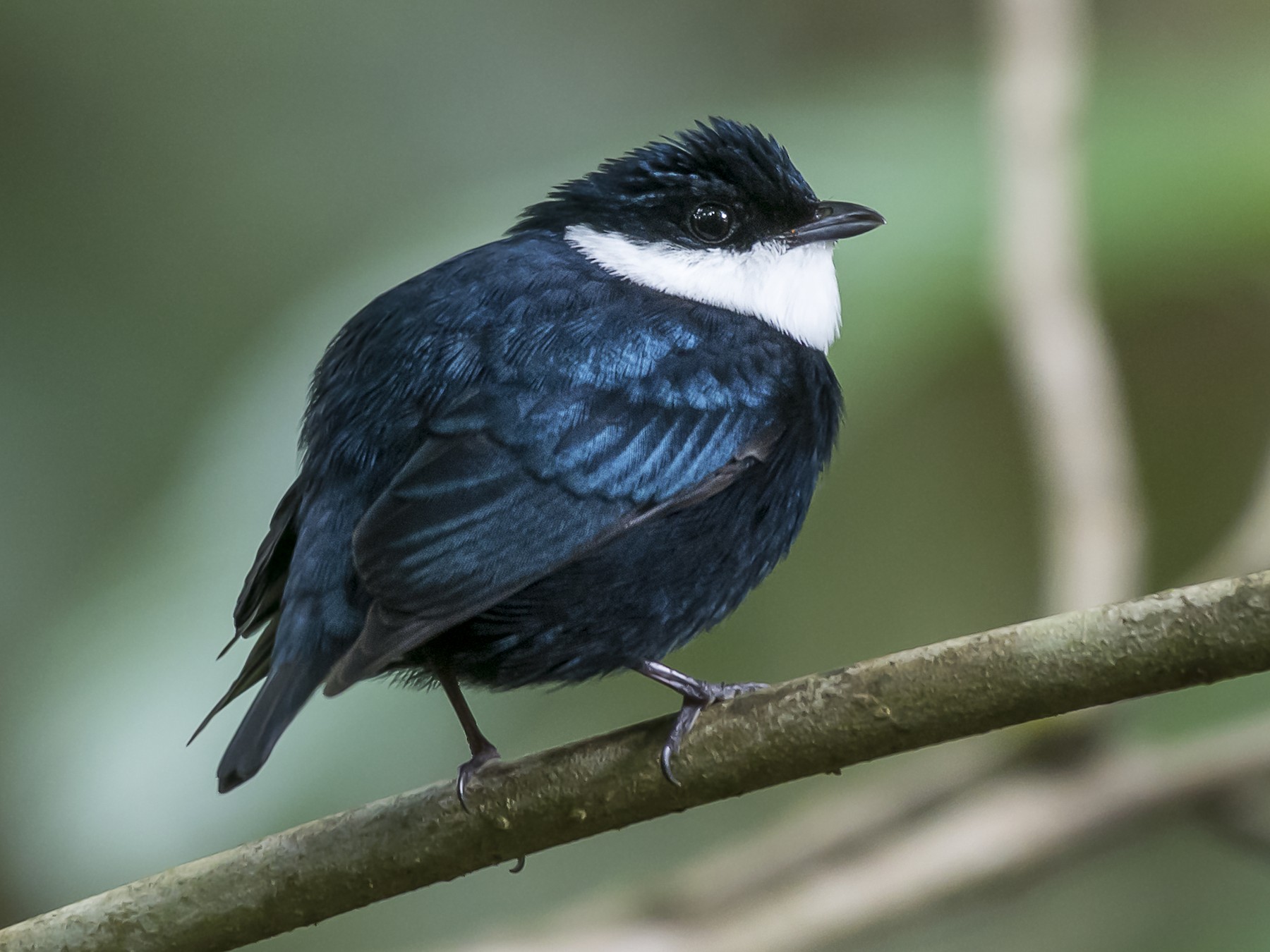 White-ruffed Manakin - eBird