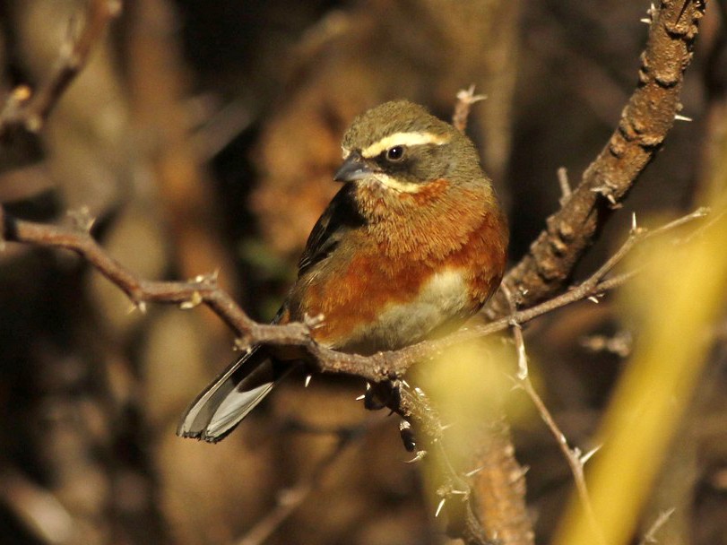 Black-and-chestnut Warbling Finch - eBird