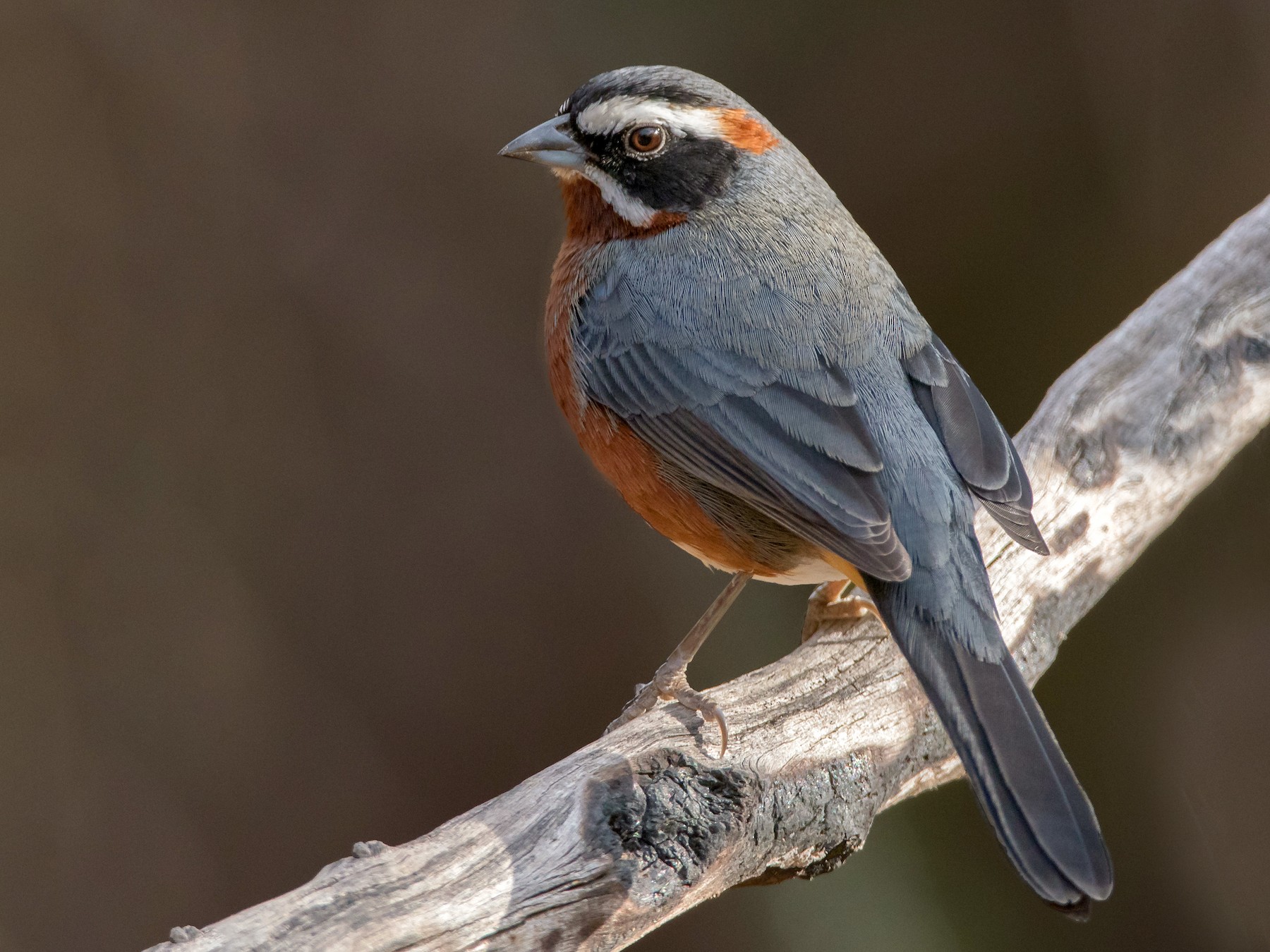 Black-and-chestnut Warbling Finch - eBird