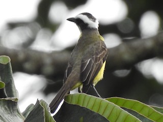 White-ringed Flycatcher - eBird