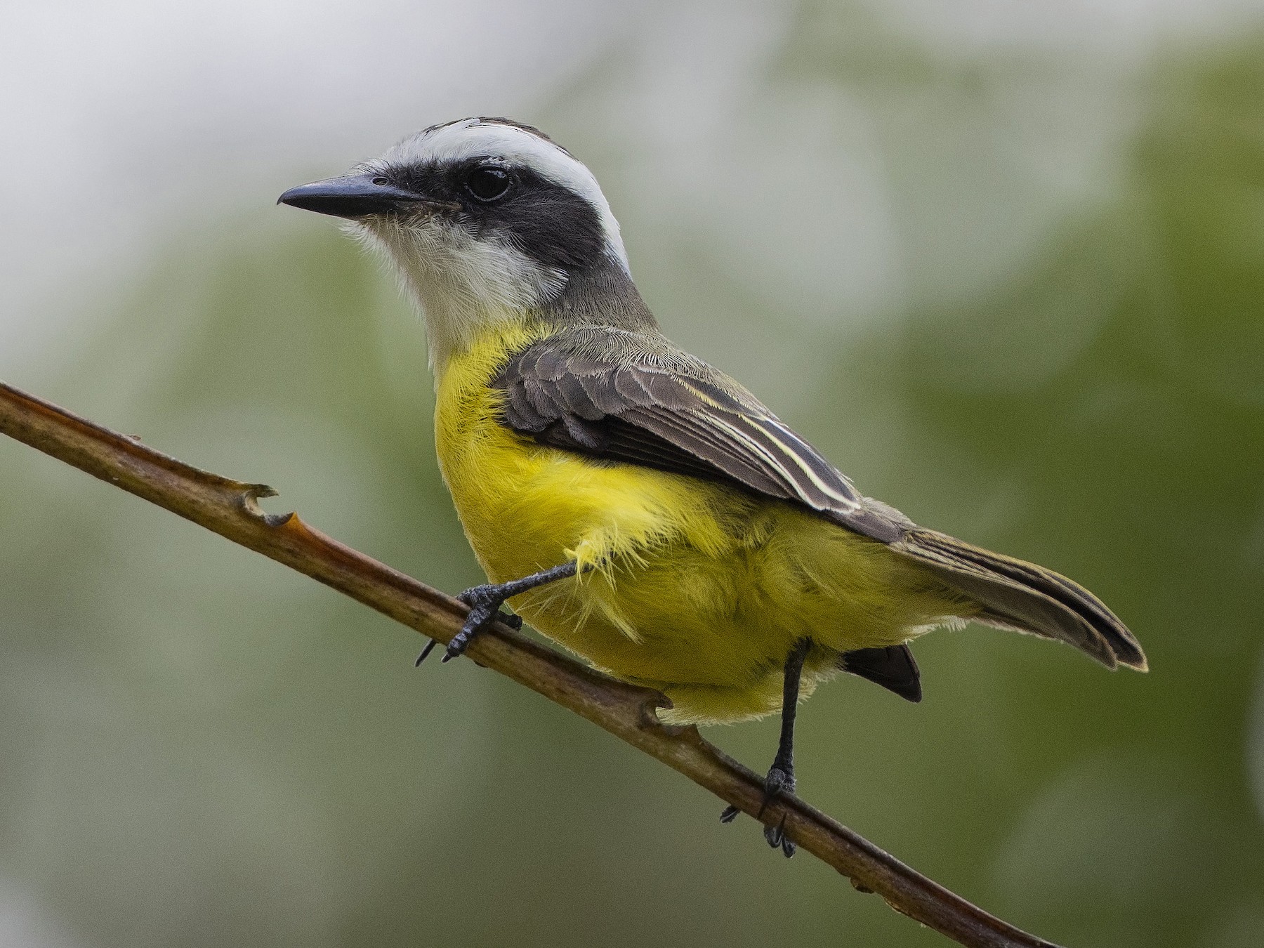 White-ringed Flycatcher - eBird