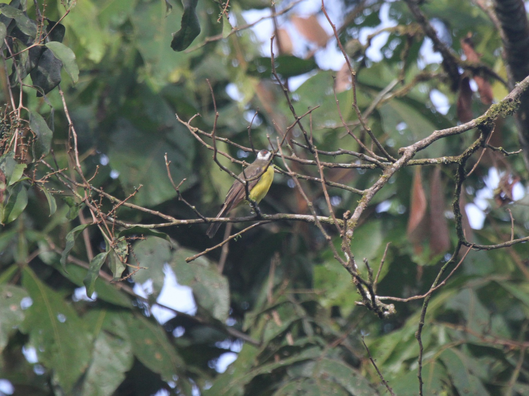 White-ringed Flycatcher - eBird