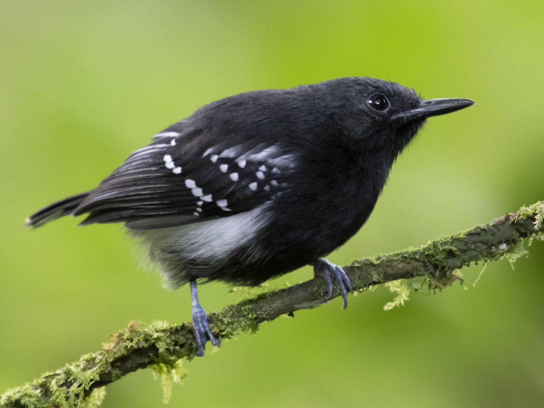 White-flanked Antwren - eBird