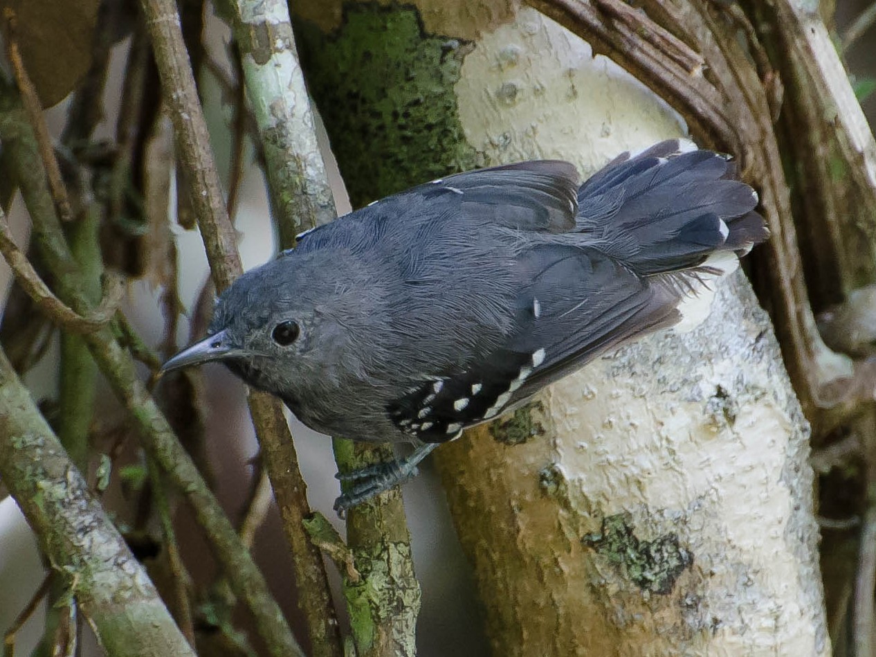 White-flanked Antwren - eBird