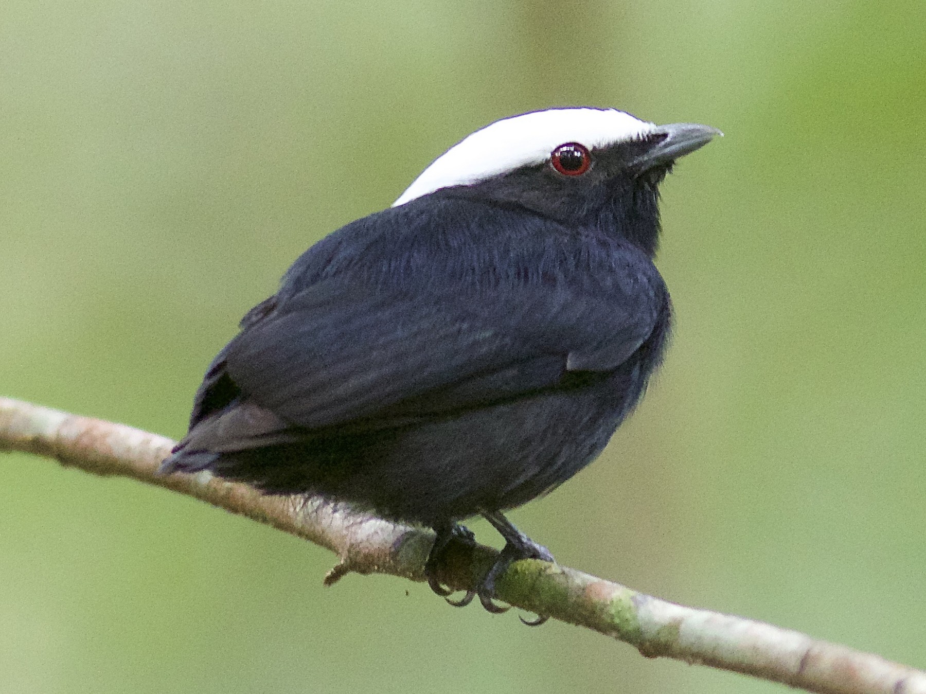 White-crowned Manakin - eBird