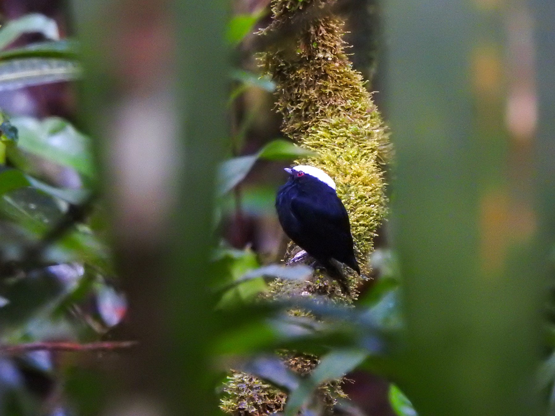 Saltarín Coroniblanco - eBird