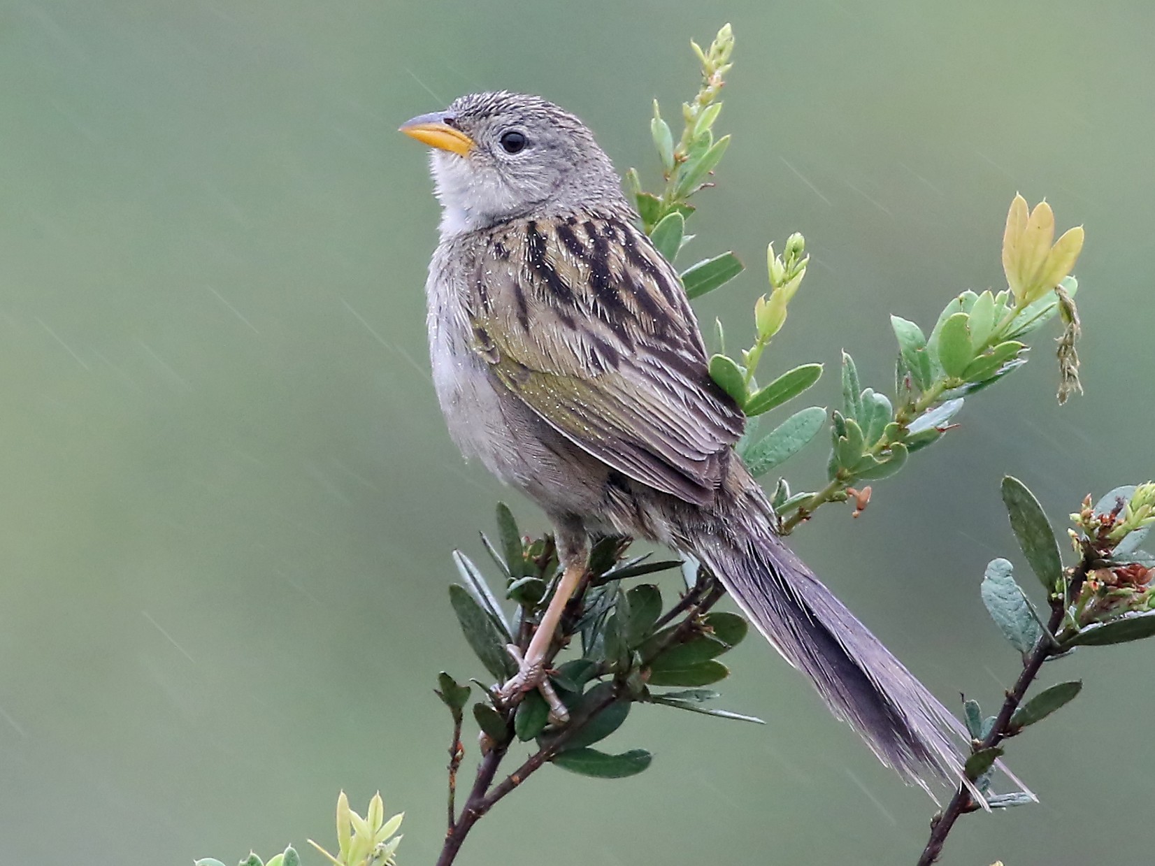 Wedge-tailed Grass-Finch - eBird