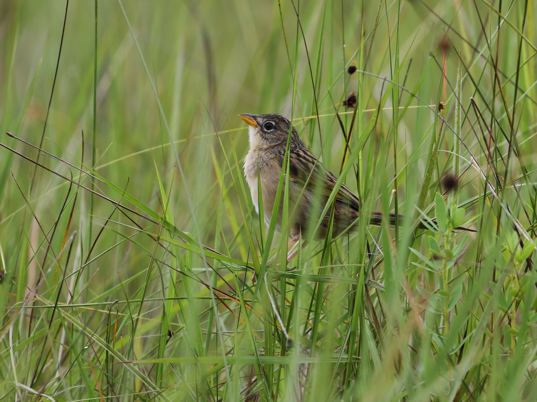 Wedge-tailed Grass-Finch - eBird