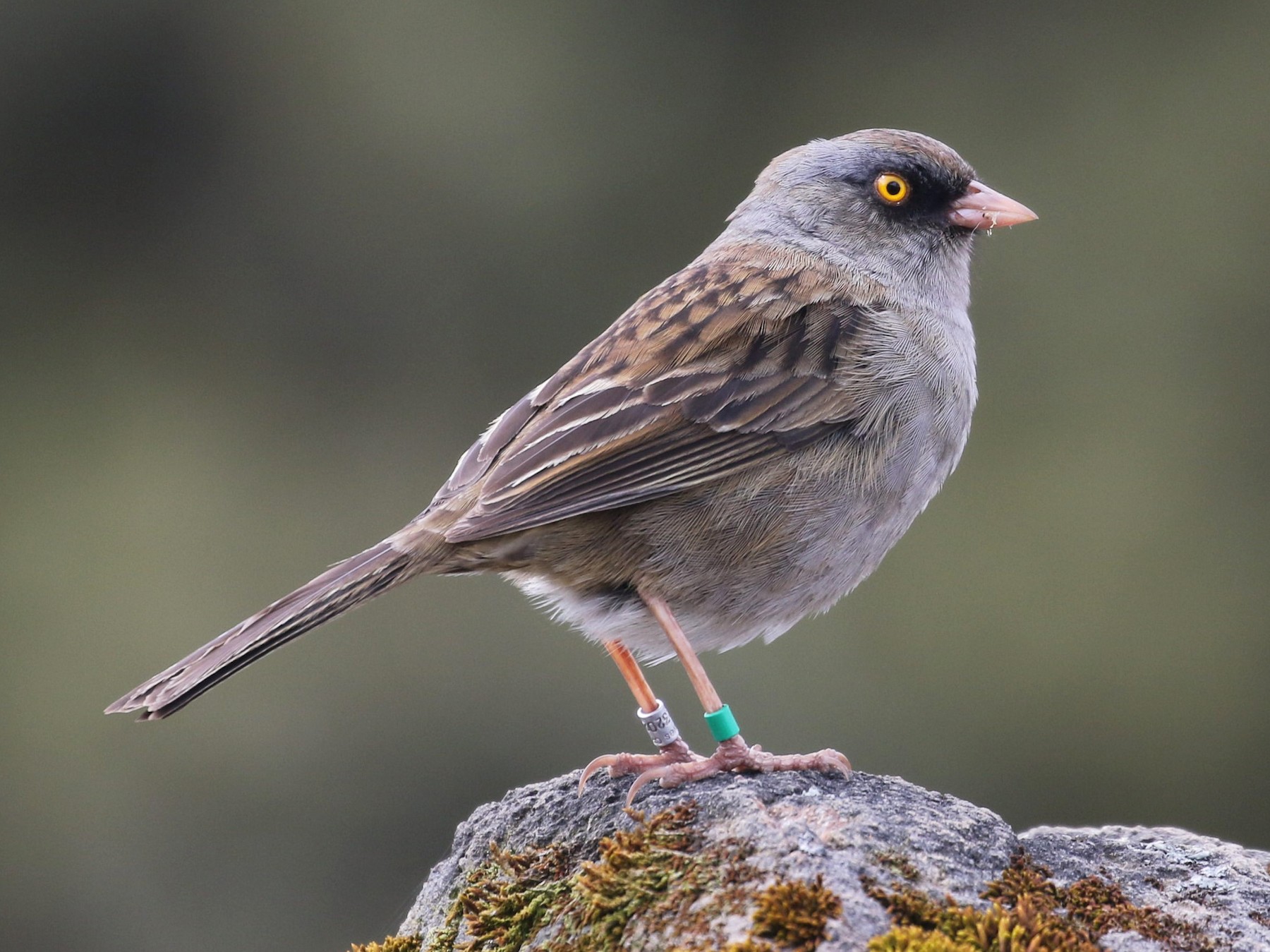Volcano Junco - eBird