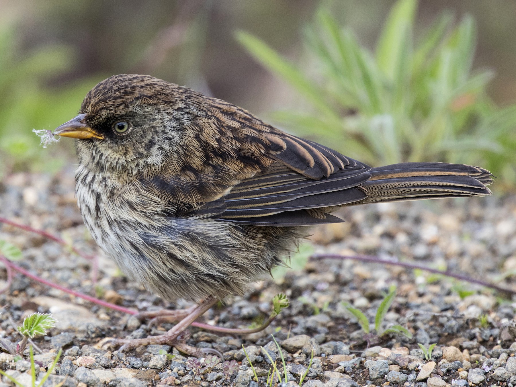 Volcano Junco - eBird