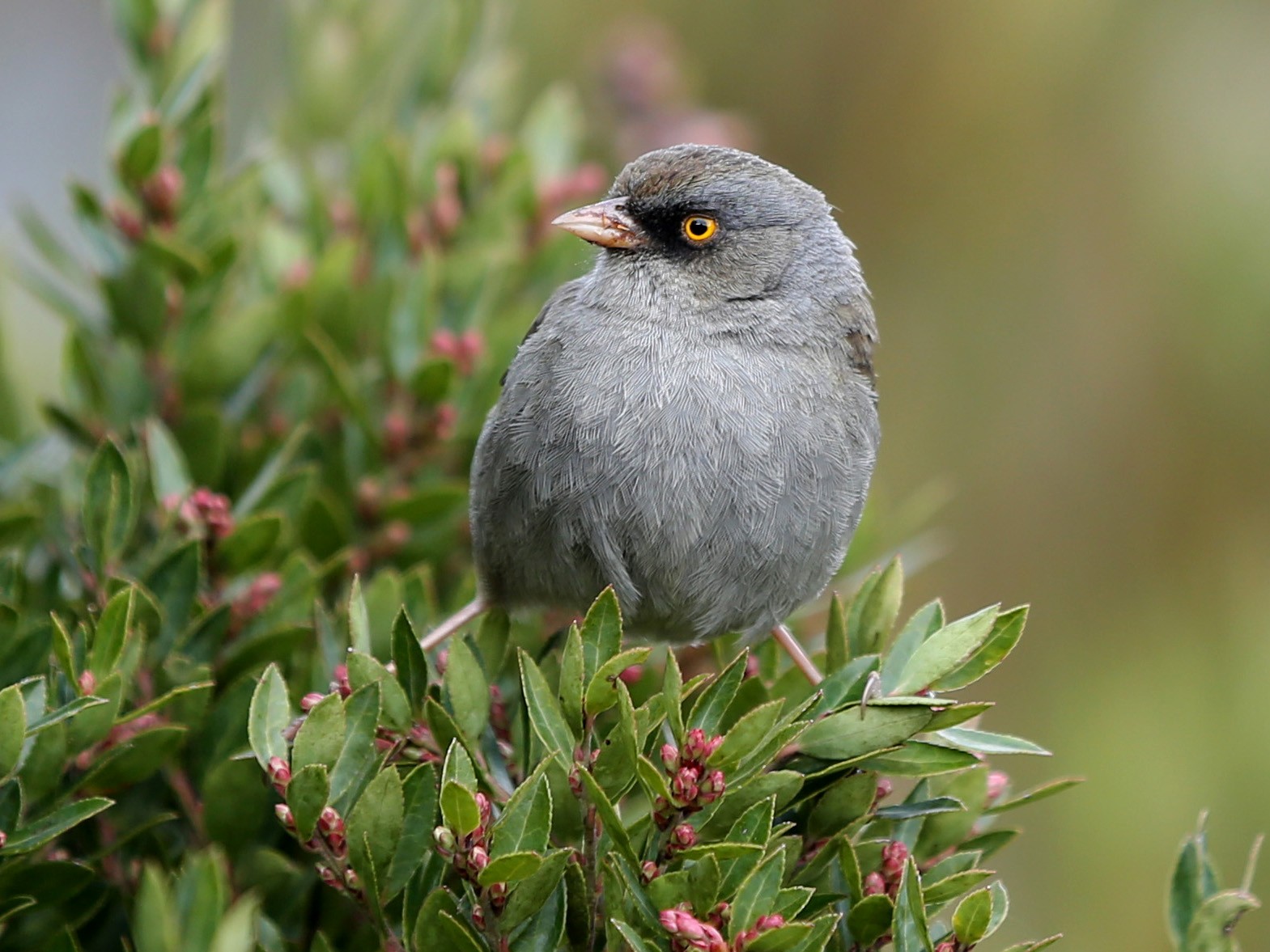 Volcano Junco - eBird