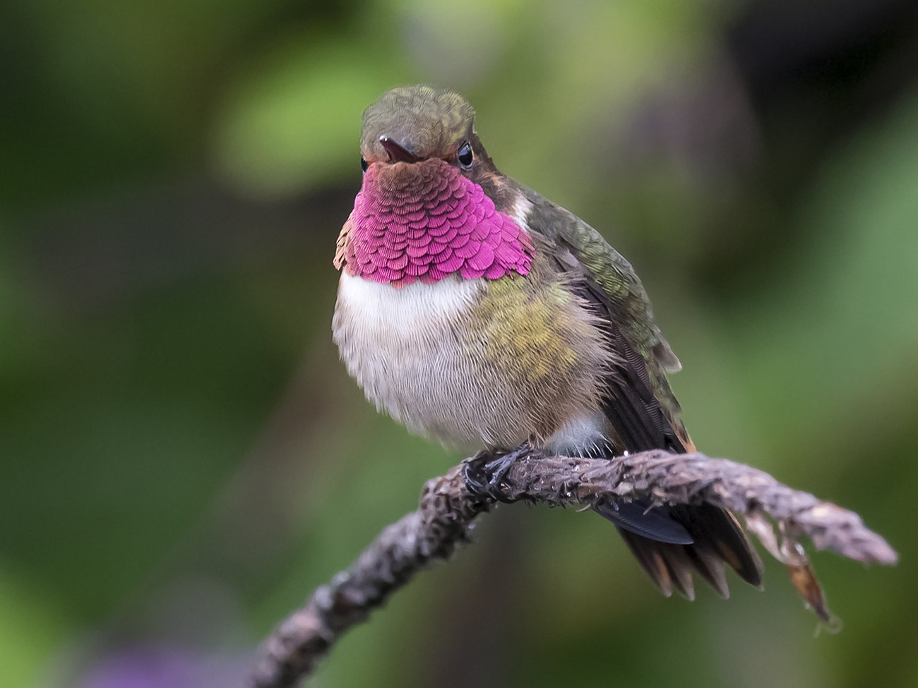 Volcano Hummingbird - eBird